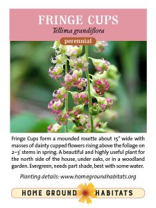 Tellima grandiflora; Fringe Cups Seed Packet | Native Plant Nursery ...